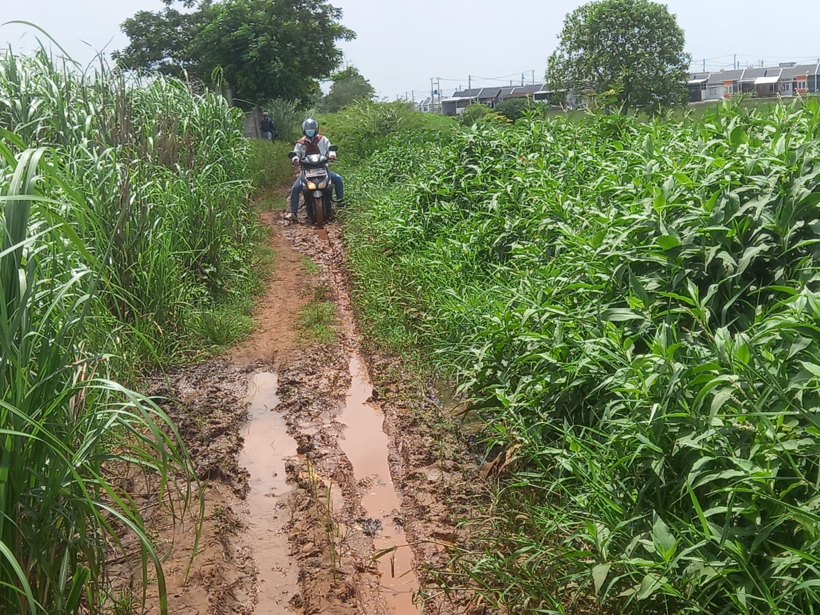 Petani di Babelan Harapkan Jalan Penghubung Dua Desa Ini Dicor ...